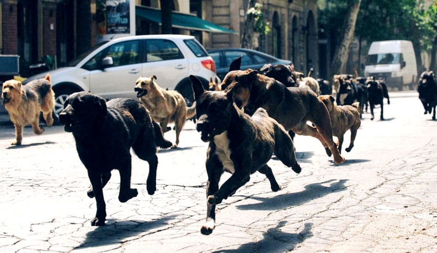 “There are 50 thousand stray dogs in Tbilisi!” - GeorgianJournal