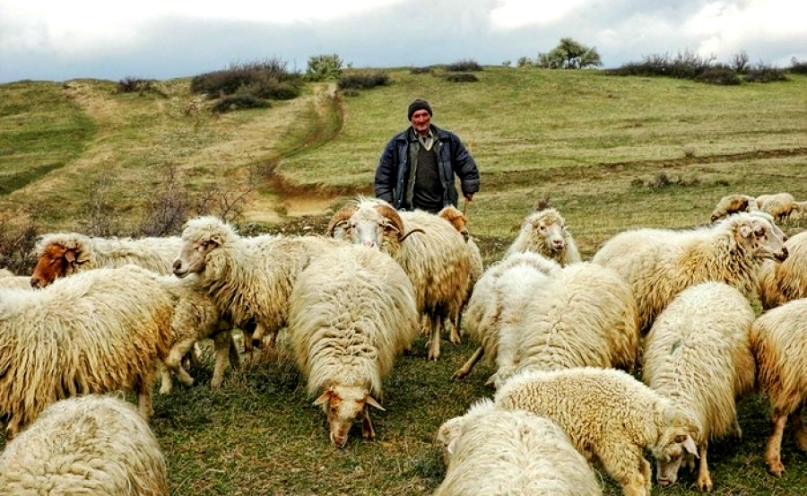 Georgian Sheep Failing to Compete Due to High Prices - GeorgianJournal