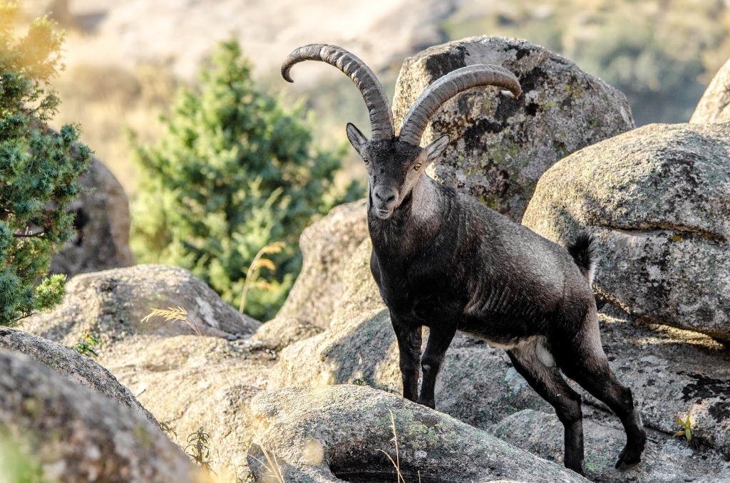 The fragile treasures of Georgia's fauna - See animals on the brink of ...