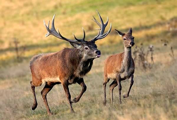 Georgia Endangered Animals Gibbon Conservation Center Celebrates Birth