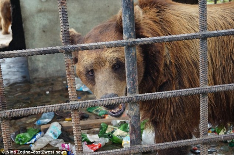 Alcoholic bears rescued from Sochi zoo to be treated in Romania ...