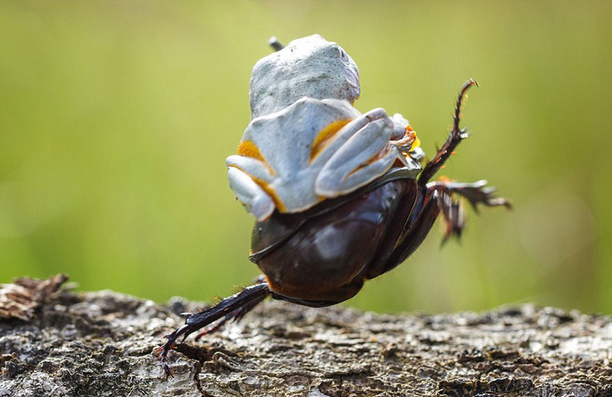 Photographer Captures World’s Tiniest Rodeo: Frog Riding A Beetle ...