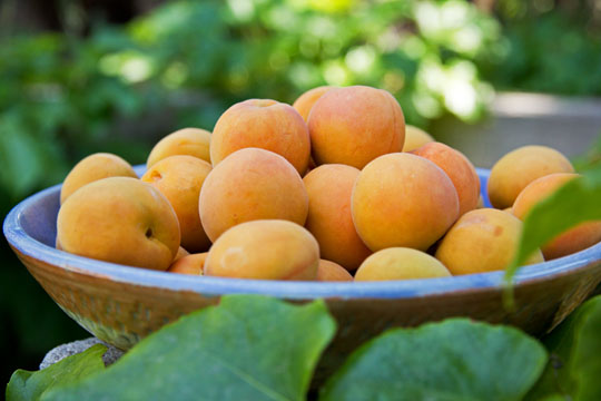 Distinct flavor and unforgettable taste - Check out the variety of ...