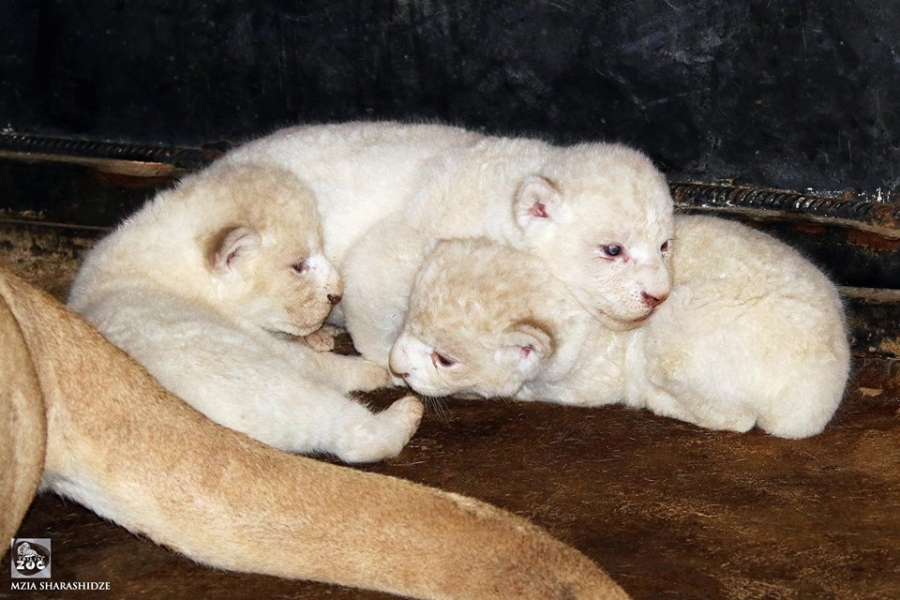 White lion Shumba's siblings born in Tbilisi Zoo - GeorgianJournal
