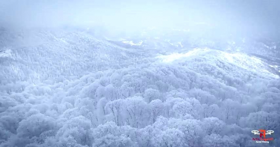 Virtual tour through Georgia’s magnificent Sabaduri Forest ...
