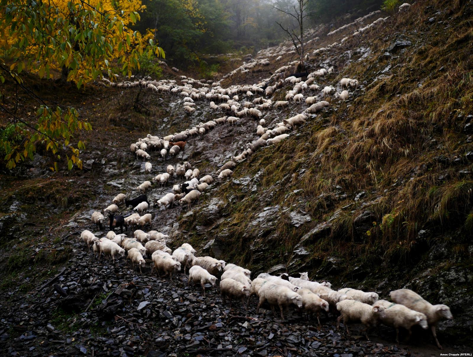 „A deadly, boozy journey“ with the shepherds of Tusheti - GeorgianJournal