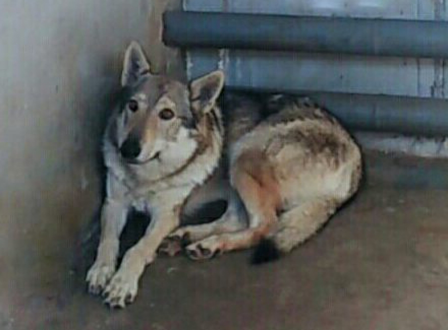 Wolf caught in Tbilisi - GeorgianJournal