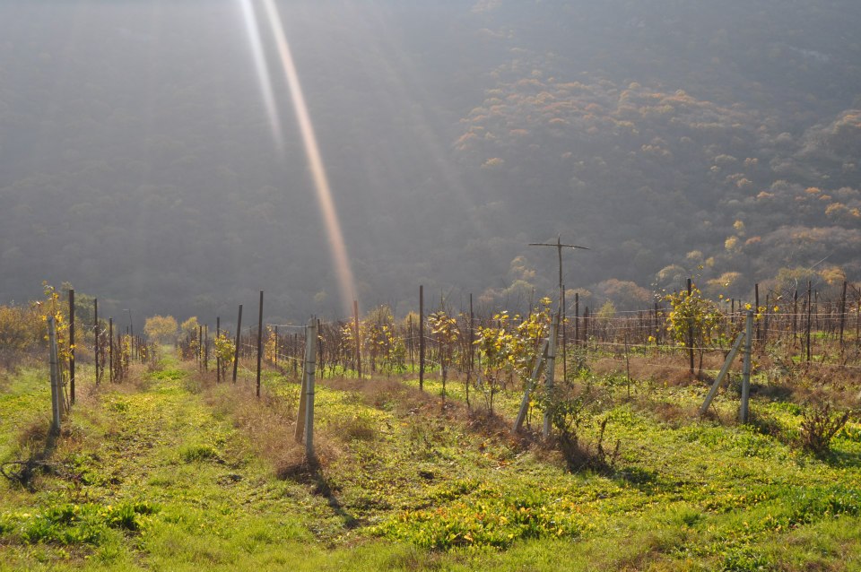 6 zones of Georgian winemaking and varieties according to regions ...