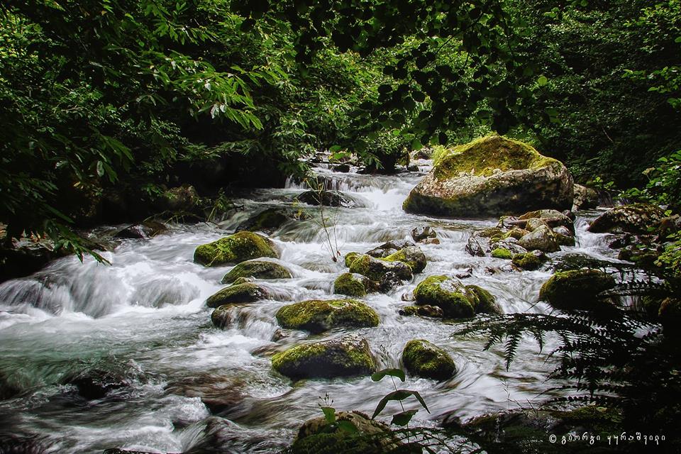 Georgian forests and wetlands to be included among UNESCO World ...