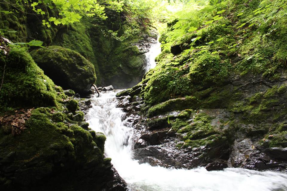 Georgian forests and wetlands to be included among UNESCO World ...