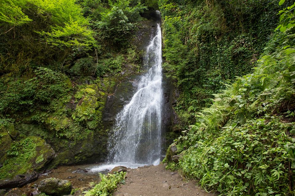 Georgian forests and wetlands to be included among UNESCO World ...