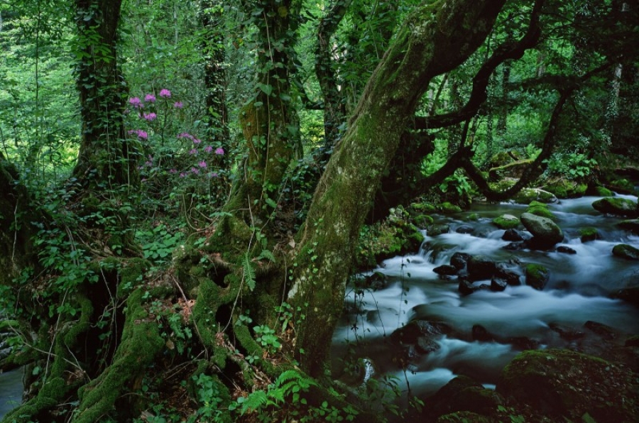 Georgian forests and wetlands to be included among UNESCO World ...