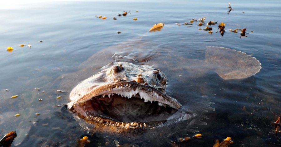 Georgian fishermen found Sea Devil in Chakvi seaside resort ...