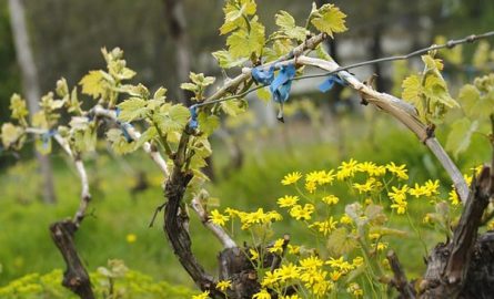 Shqmeruli – One of the oldest and most delicious dishes from Georgia ...