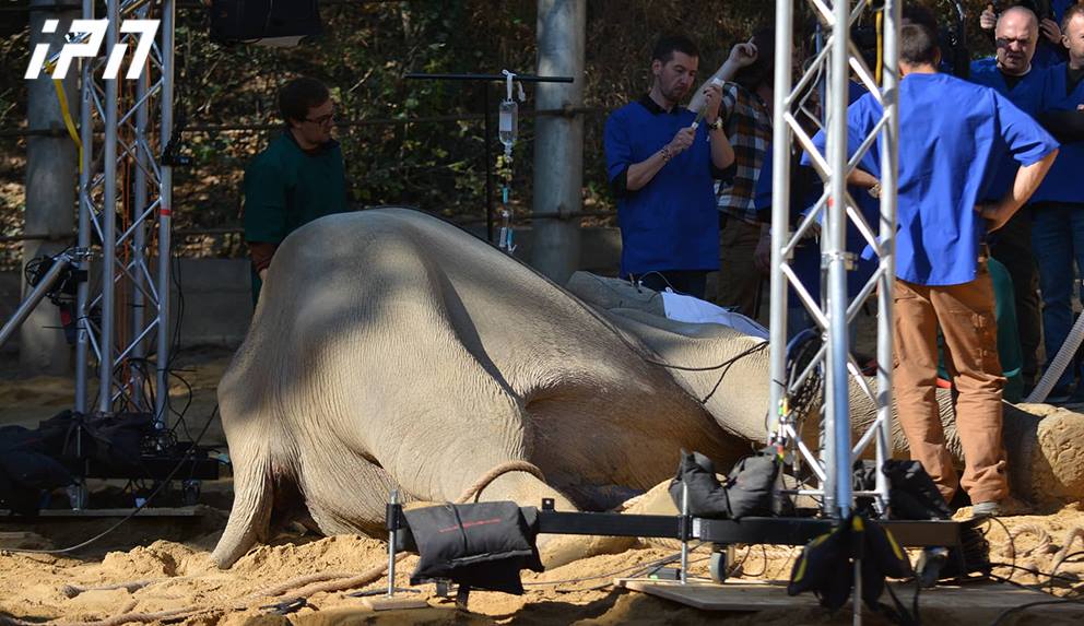 Tusk of elephant Grand successfully removed in Tbilisi Zoo ...