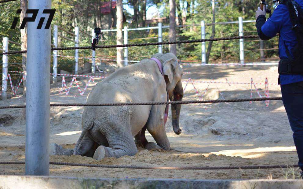 Tusk of elephant Grand successfully removed in Tbilisi Zoo ...