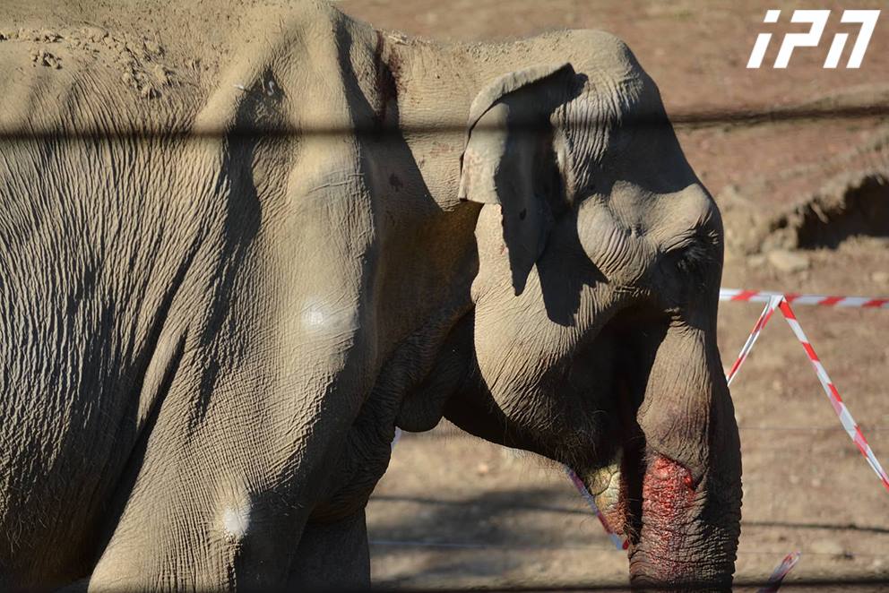 Tusk of elephant Grand successfully removed in Tbilisi Zoo ...