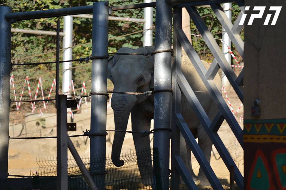 Tusk of elephant Grand successfully removed in Tbilisi Zoo ...