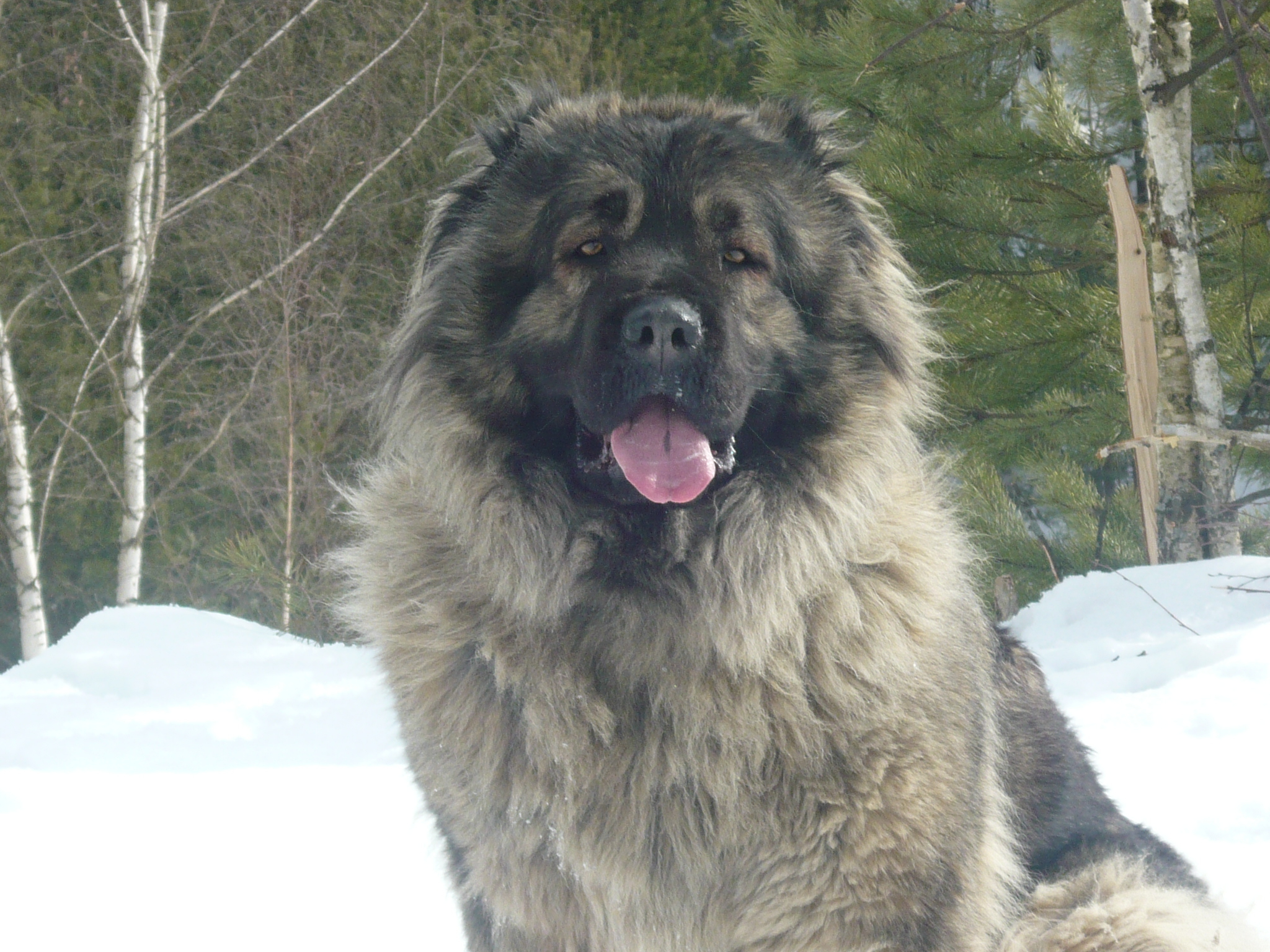 Why is the Caucasian Shepherd such a unique dog? - GeorgianJournal