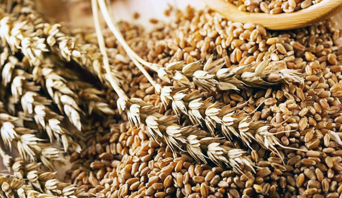 Georgian wheat granted status of national importance - GeorgianJournal
