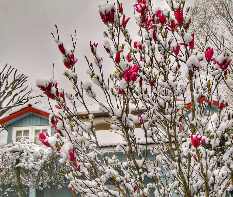 Breathtaking Pictures of Snowy Spring in Georgia - GeorgianJournal