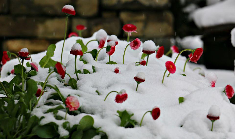 Breathtaking Pictures of Snowy Spring in Georgia - GeorgianJournal