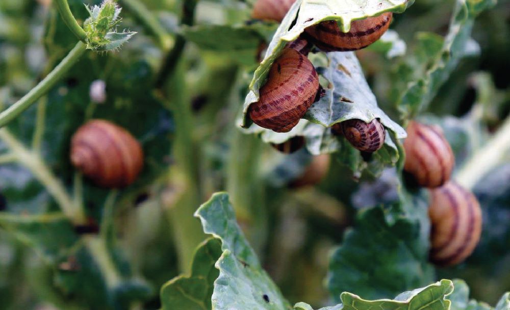 Georgia Obtains Permission to Export Snail to EU Market - GeorgianJournal